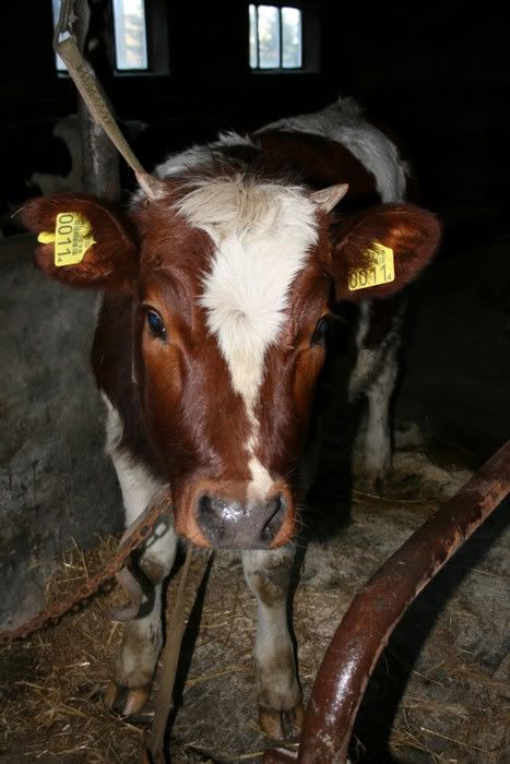 Jinke 1 | Melkveebedrijf Stelling