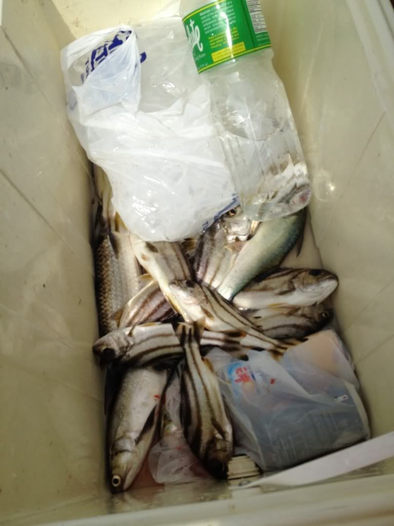 Fish ID - Manila Bay, Philippines | roughfish.com