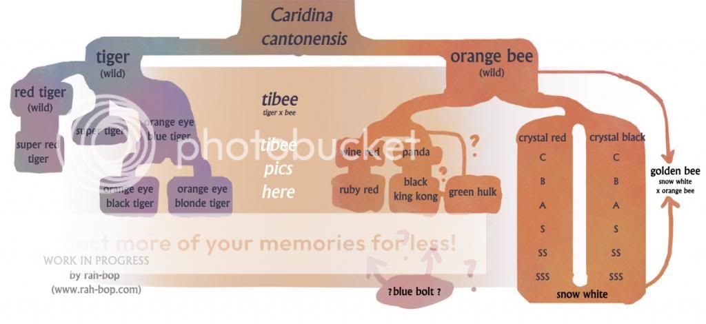 Shrimp Family Tree Project (pt. 1 - Caridina cantonensis) | The Planted ...