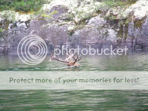 PIX of 7 point bull elk swimming Flaming Gorge....