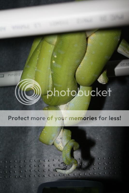 Sexy time. | Aussie Pythons & Snakes Forum