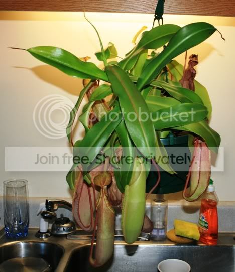 N. sanguinea orange | TerraForums - Carnivorous Plant Community