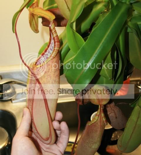 N. sanguinea orange | TerraForums - Carnivorous Plant Community